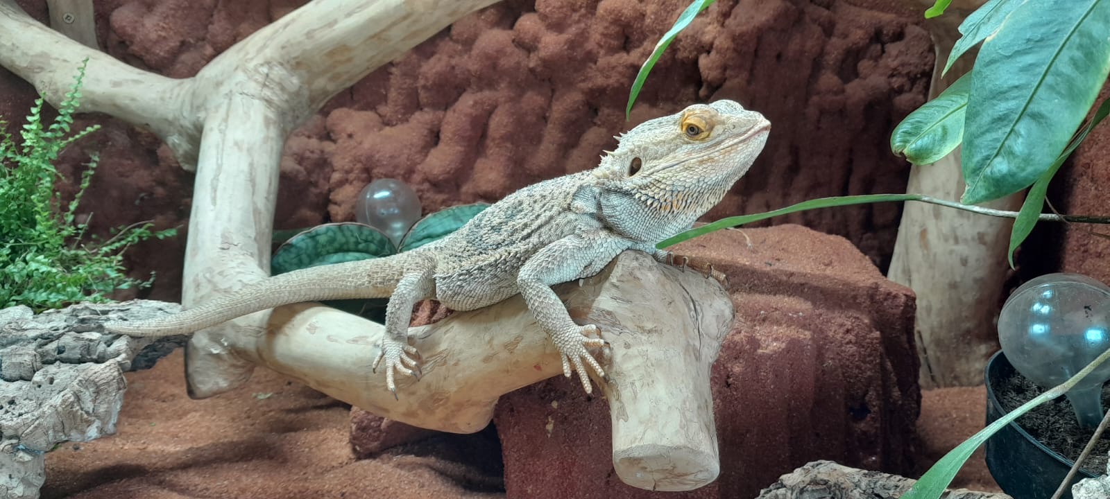 Our Animals | Animal Experiences | Living Things