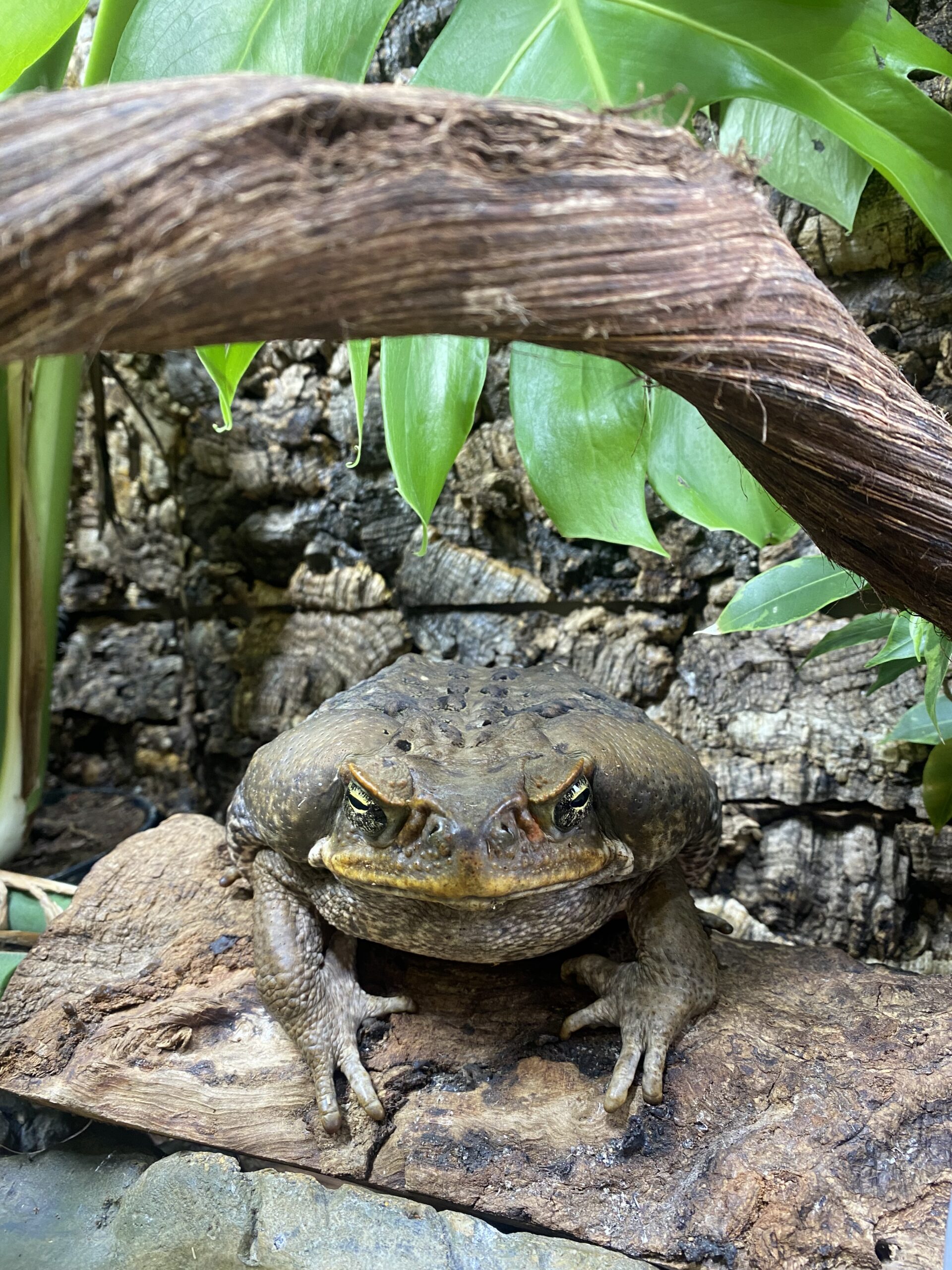 Cane Toad - Living Things