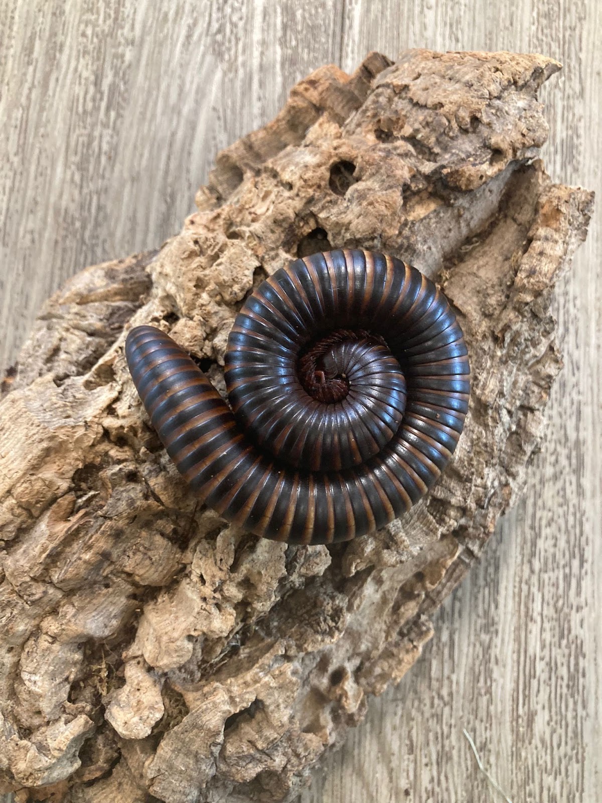 Giant African Millipede - Living Things