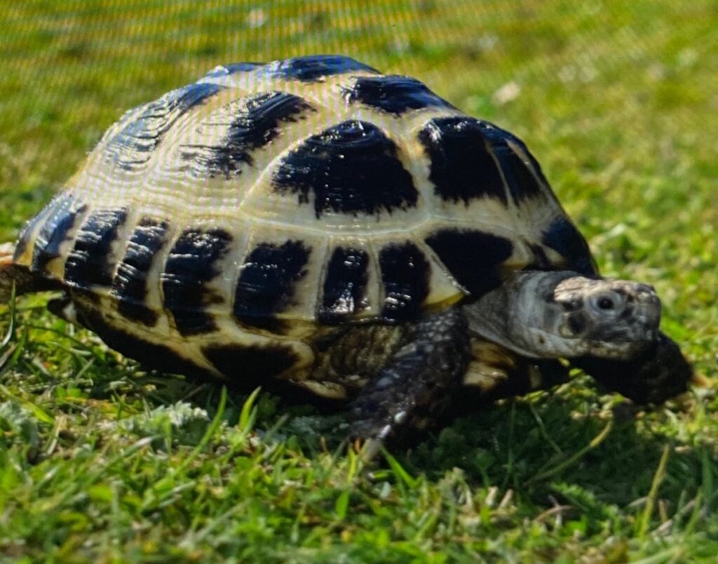 Our Animals | Animal Experiences | Living Things