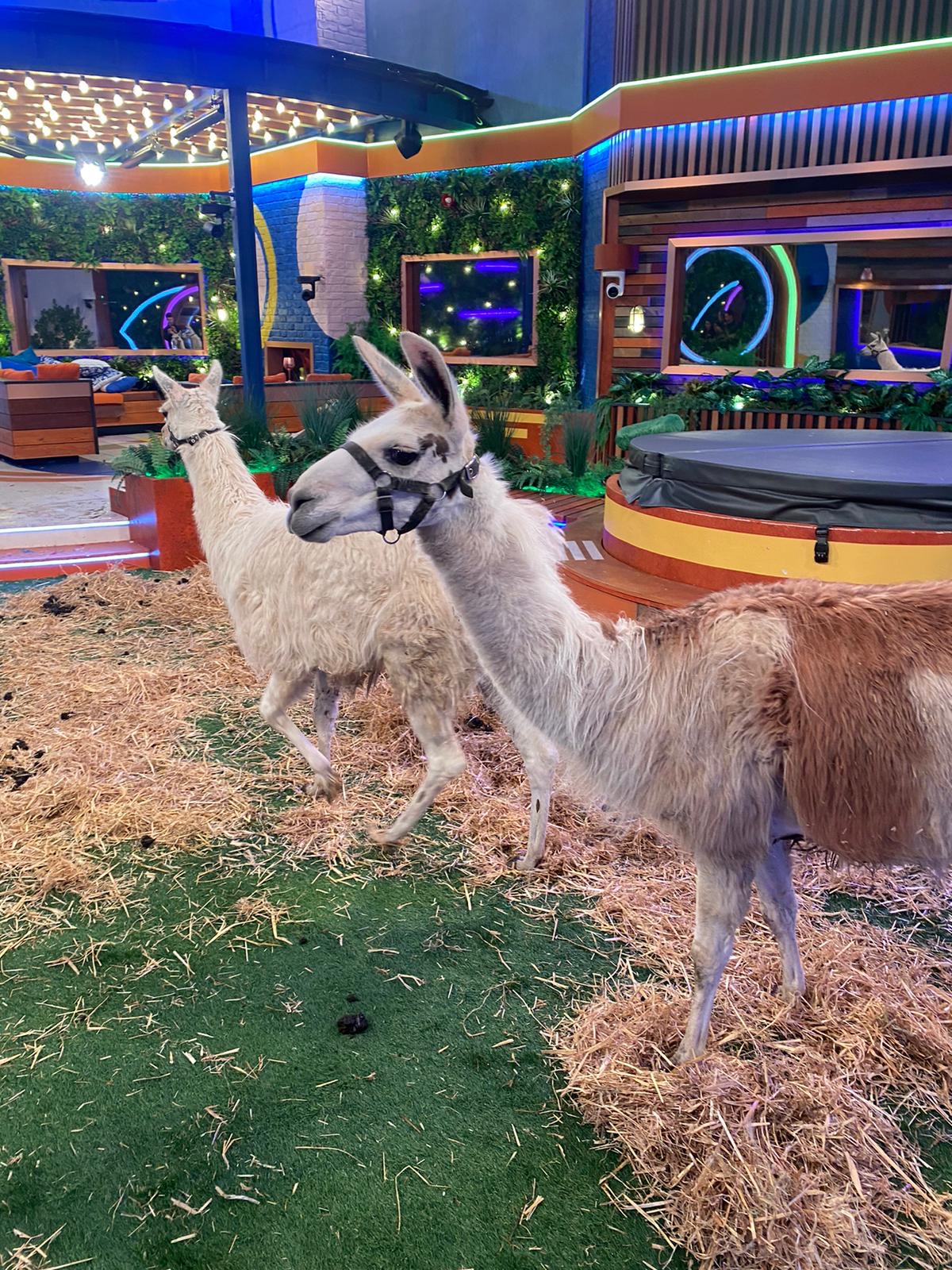 Our Animals | Animal Experiences | Living Things