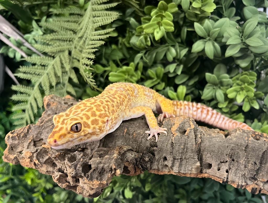 Our Animals | Animal Experiences | Living Things