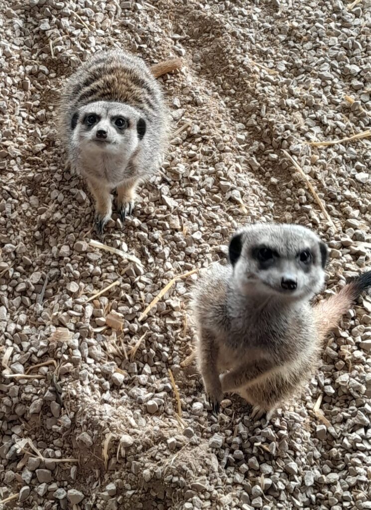 Our Animals | Animal Experiences | Living Things