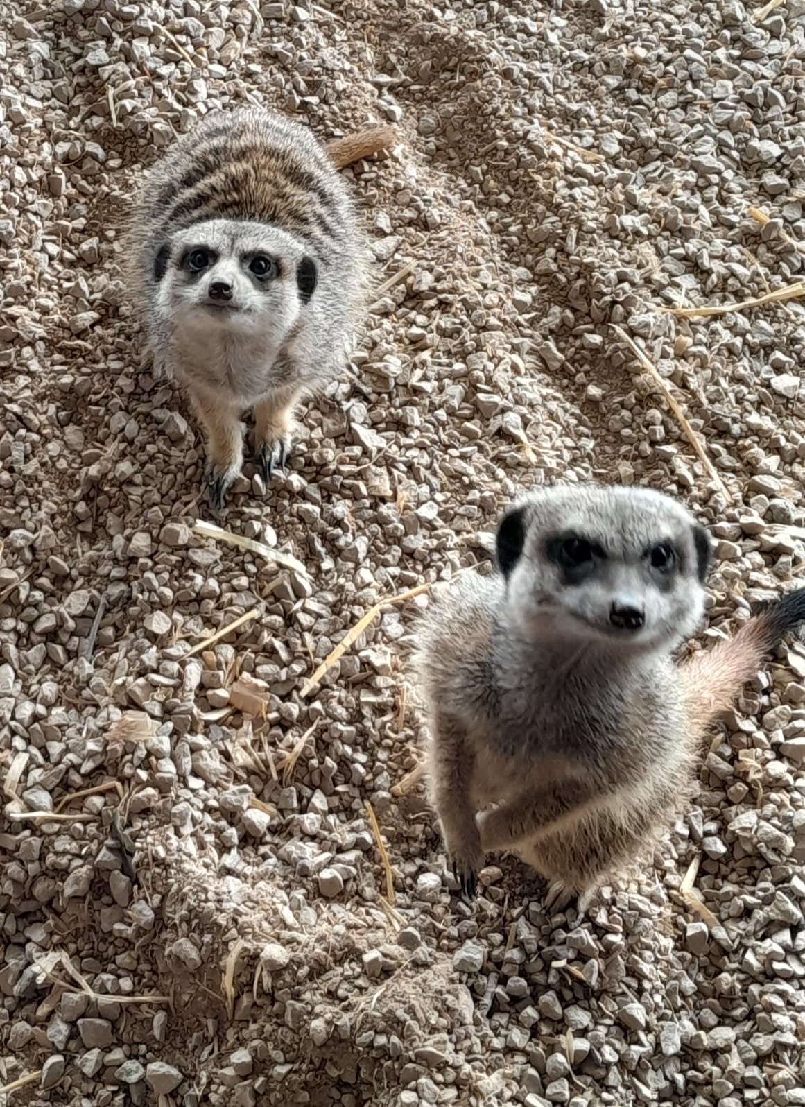 Our Animals | Animal Experiences | Living Things