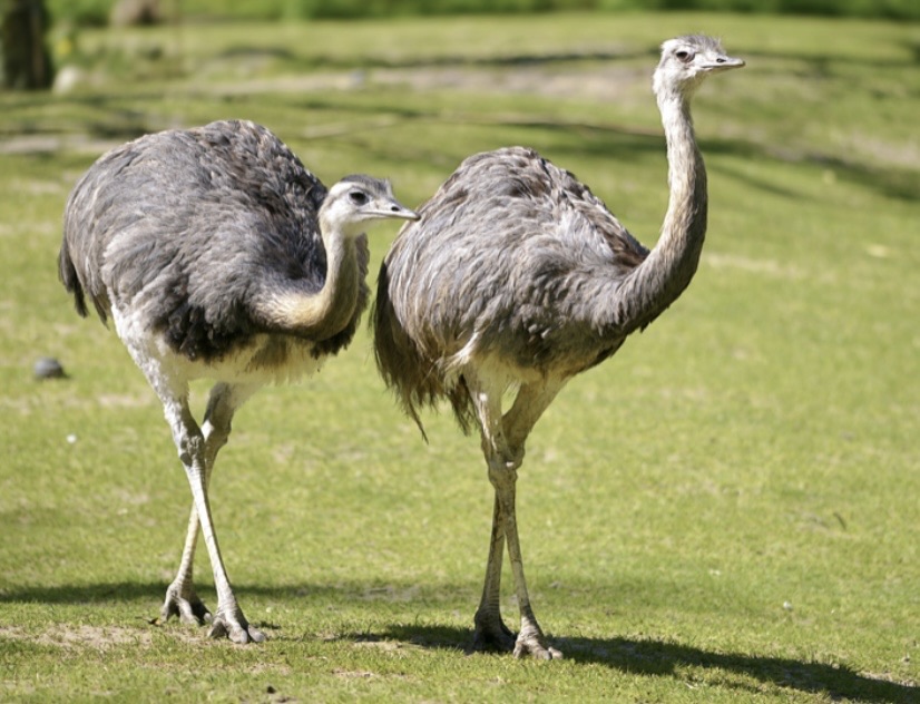 Our Animals | Animal Experiences | Living Things