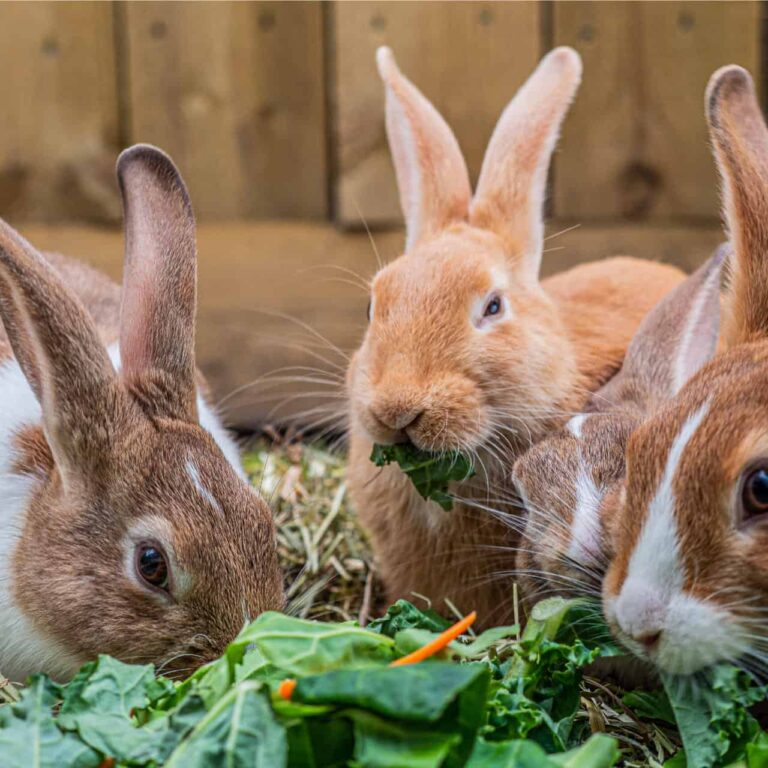 Petting Experiences | Petting Experiences | Living Things